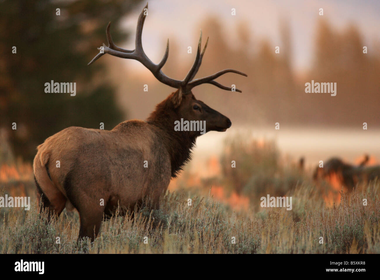 Bull Elk in golden morning light Stock Photo - Alamy