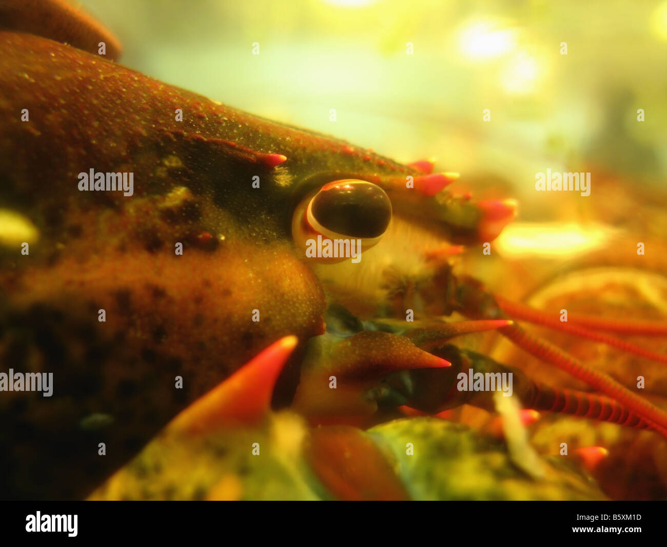 American lobster underwater hi-res stock photography and images - Alamy