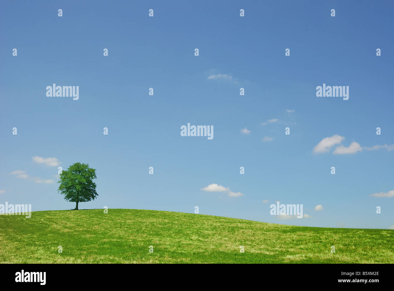 Tree in a field Stock Photo - Alamy