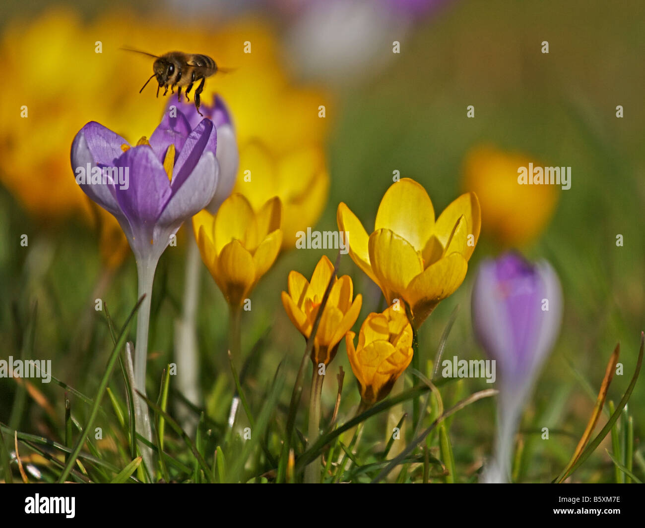 bee on crocus Stock Photo - Alamy