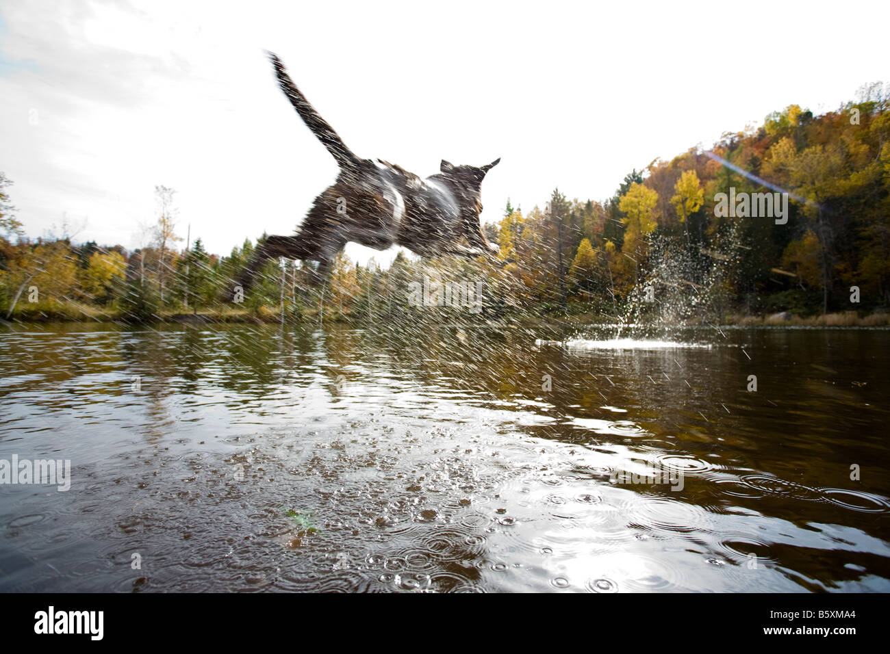 Corgi Jumping Off Dock