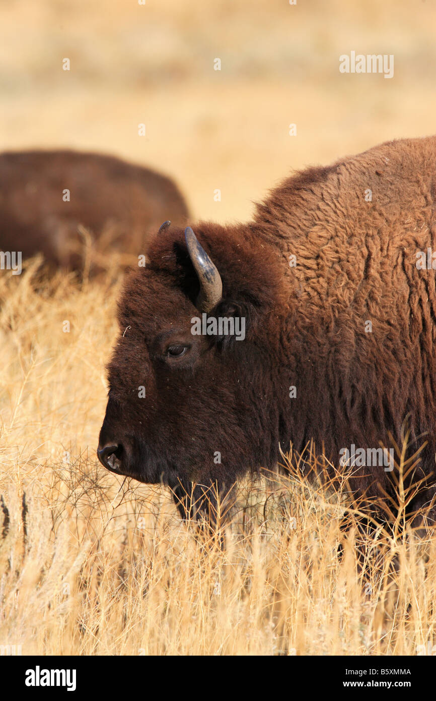 Wyoming american bison bison bison grazing fall vertical portrait ...