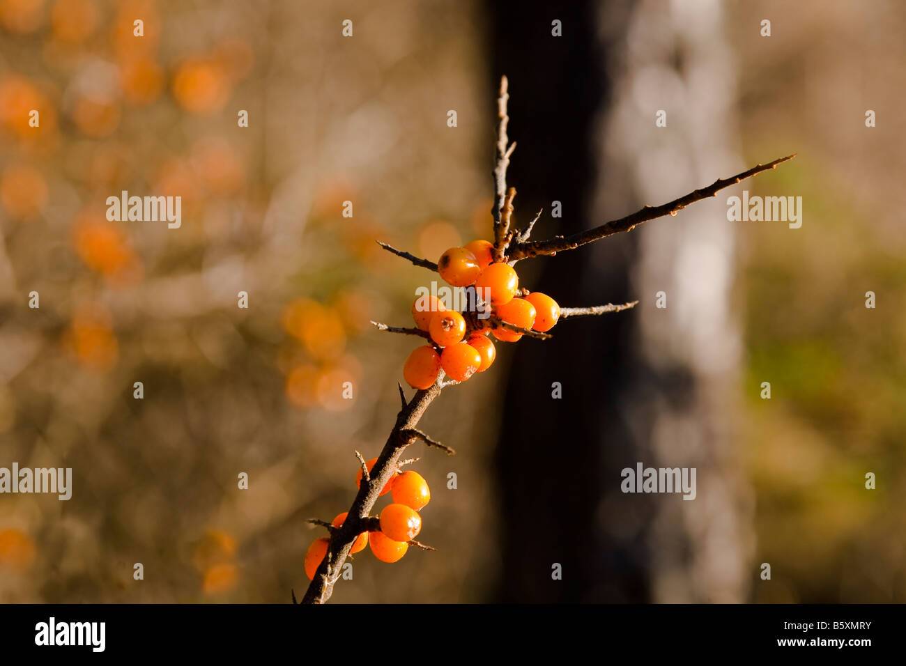 Sea buckthorn berries in winter Stock Photo - Alamy