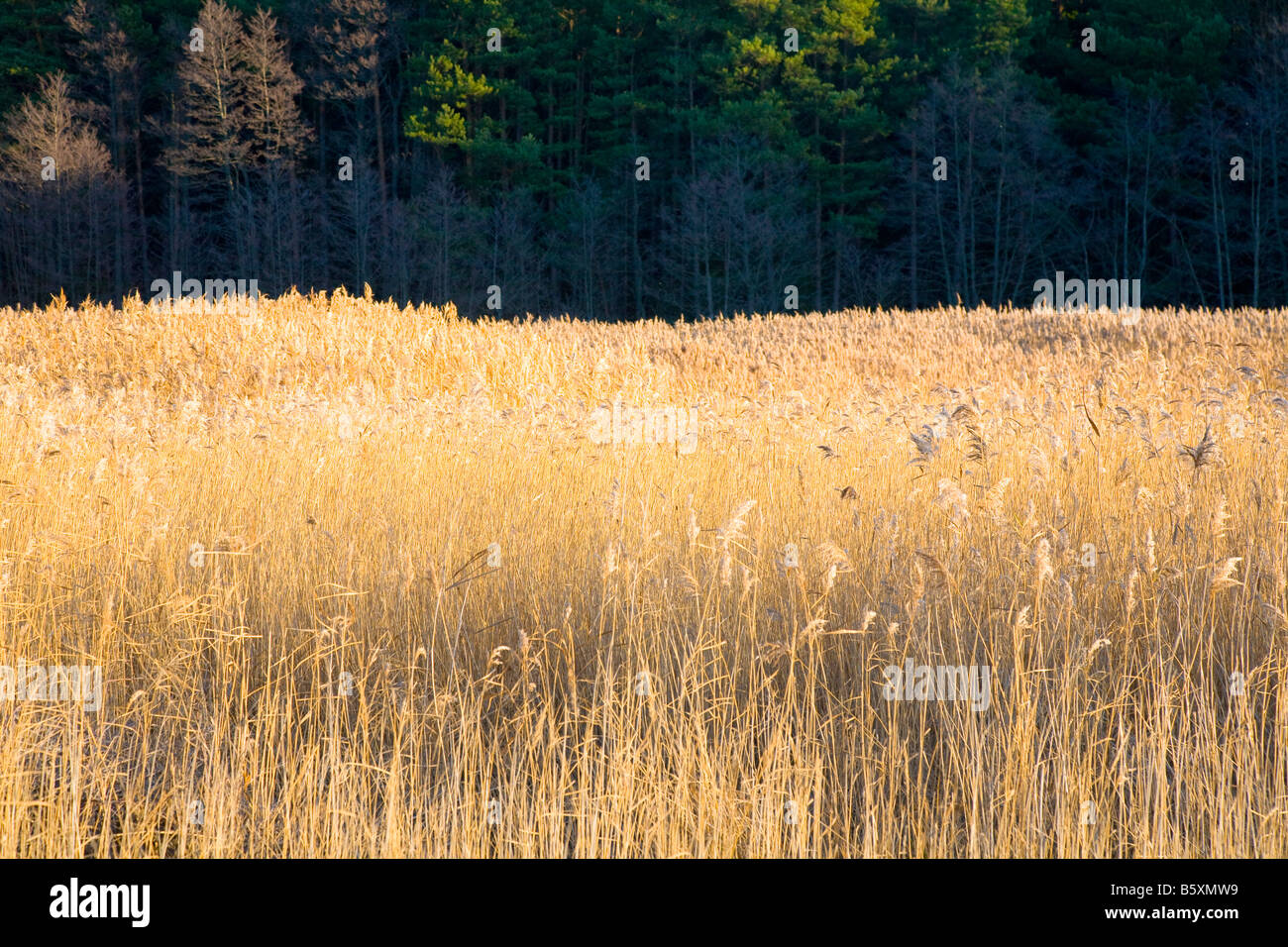 Reeds against dark forest Stock Photo - Alamy