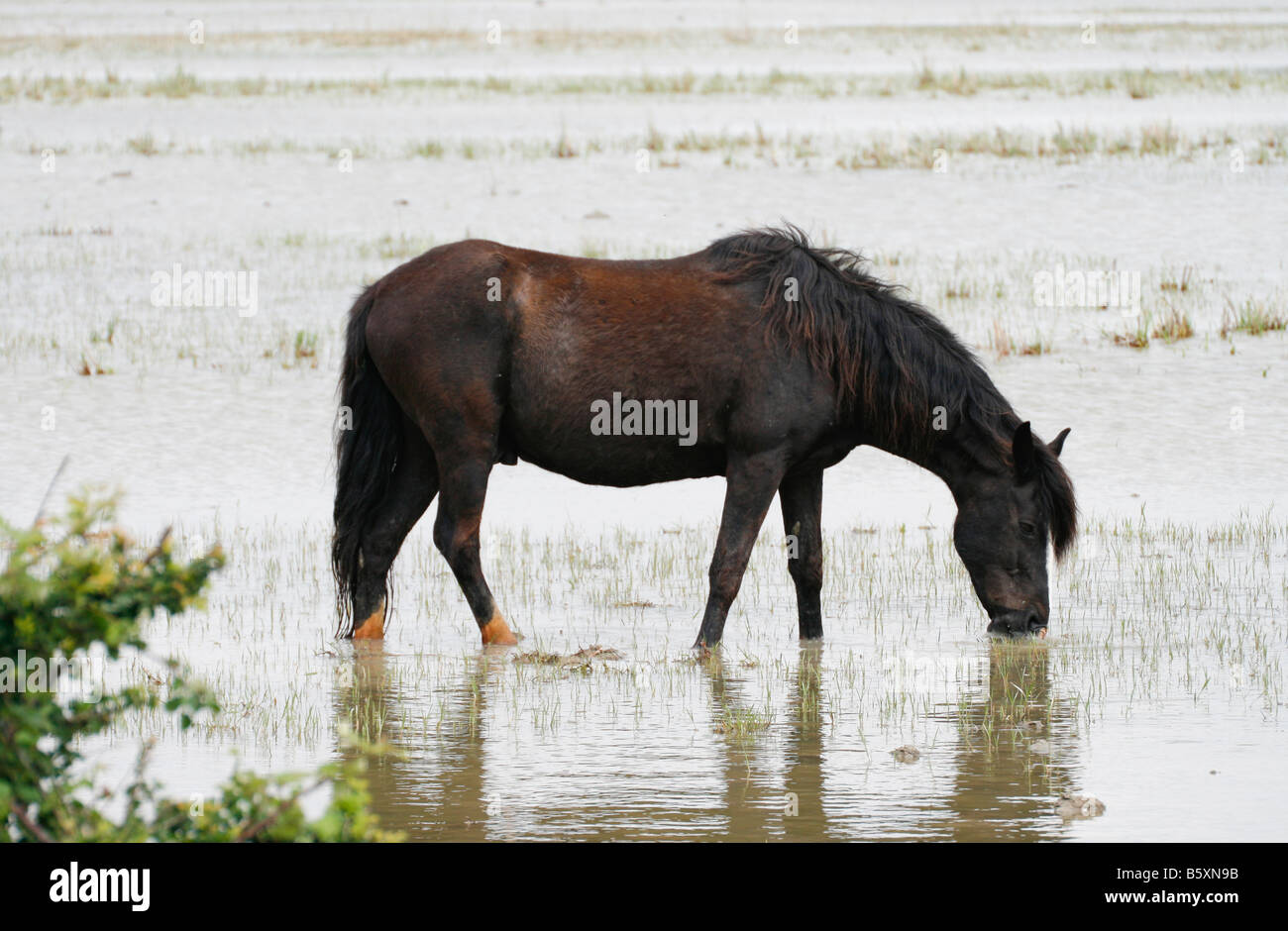 Camargue horse grazing in the wetland of the Rhone delta. These are ...