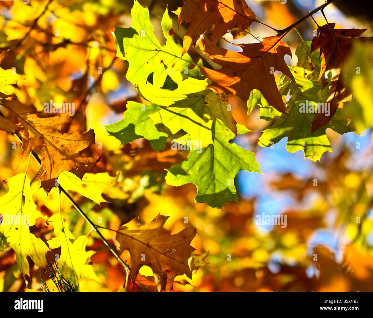 Fall tree leaf landscape hi-res stock photography and images - Alamy