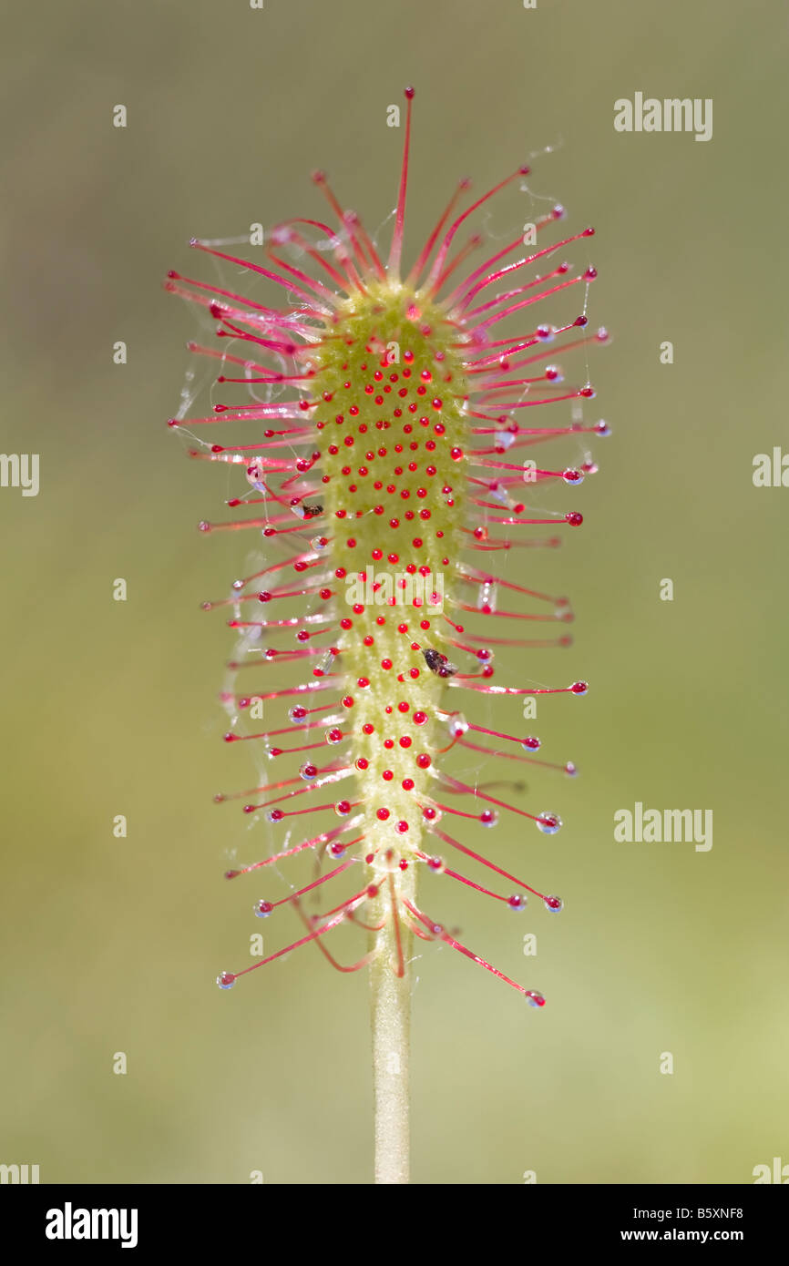 Long leaved sundew hi-res stock photography and images - Alamy