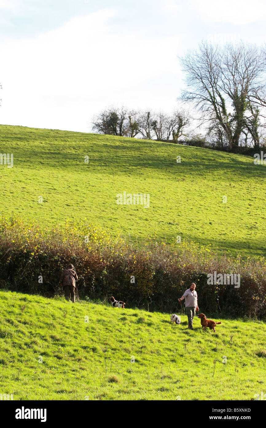 Two hunters and working dogs beat large farmland hedgerow during driven ...
