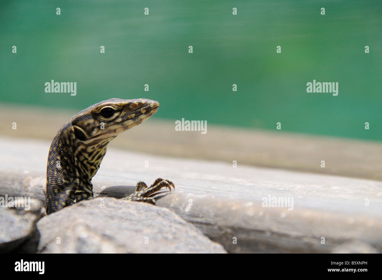 Head of Baby Water Monitor Lizard Stock Photo - Alamy