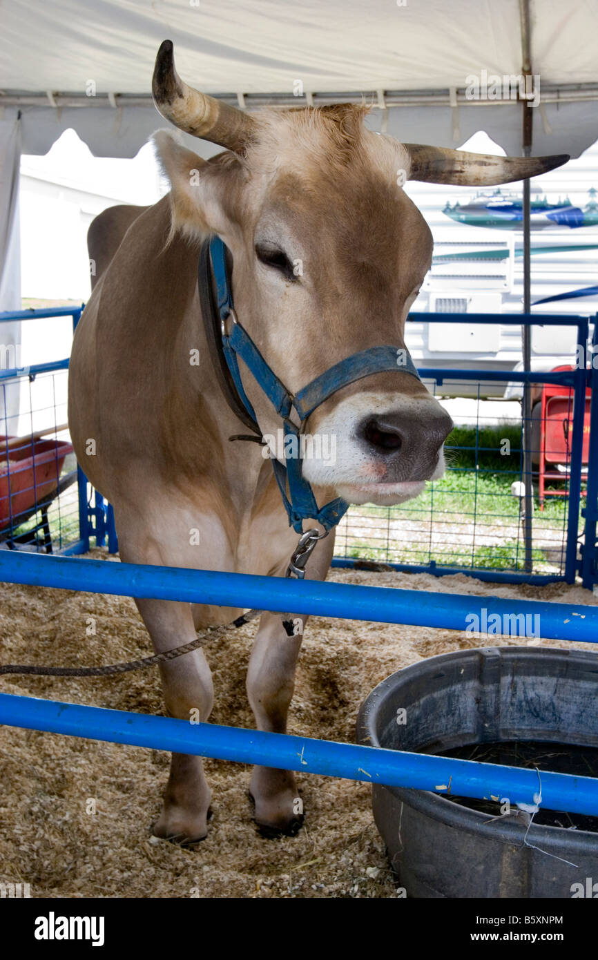 A close-up of an Ox at a County Fair Stock Photo - Alamy
