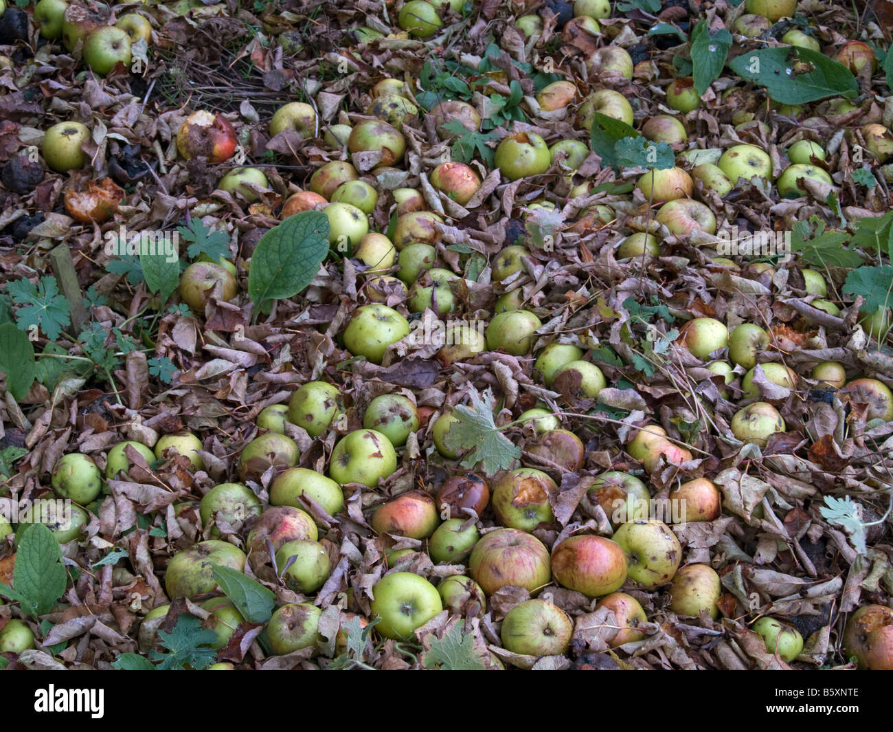 Rotten bramley apples hi-res stock photography and images - Alamy
