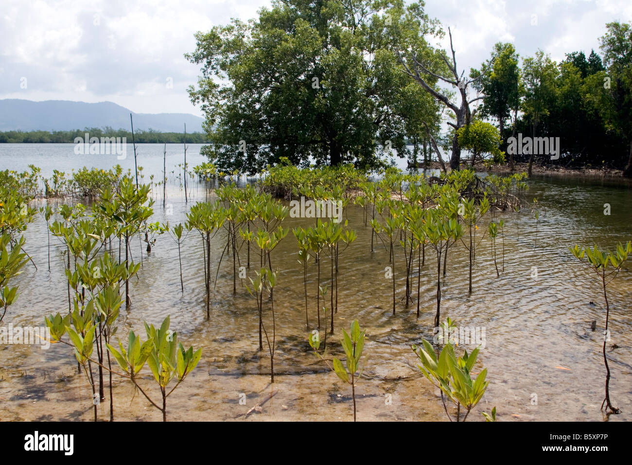 Young mangrove saplings at Tai Mueang, Thailand Stock Photo - Alamy