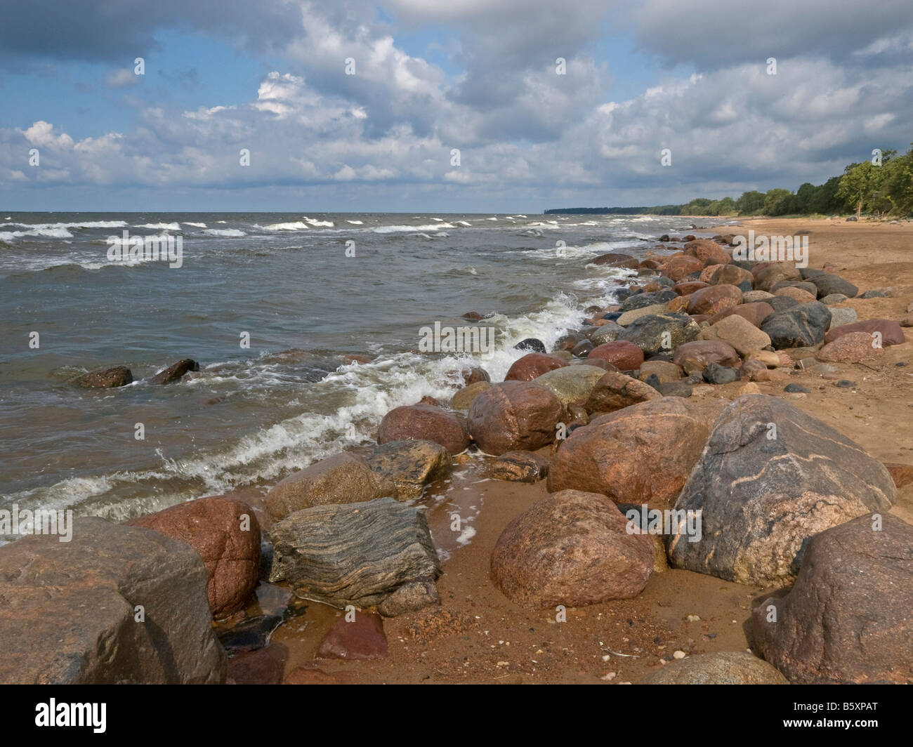 Tuja hi-res stock photography and images - Alamy