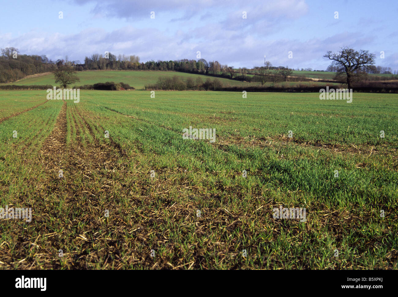 Lines in Grass Stubble in Field Bathed in Late Autumn Afternoon ...