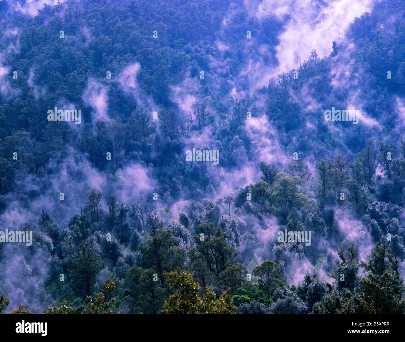 Tops of trees hi-res stock photography and images - Alamy