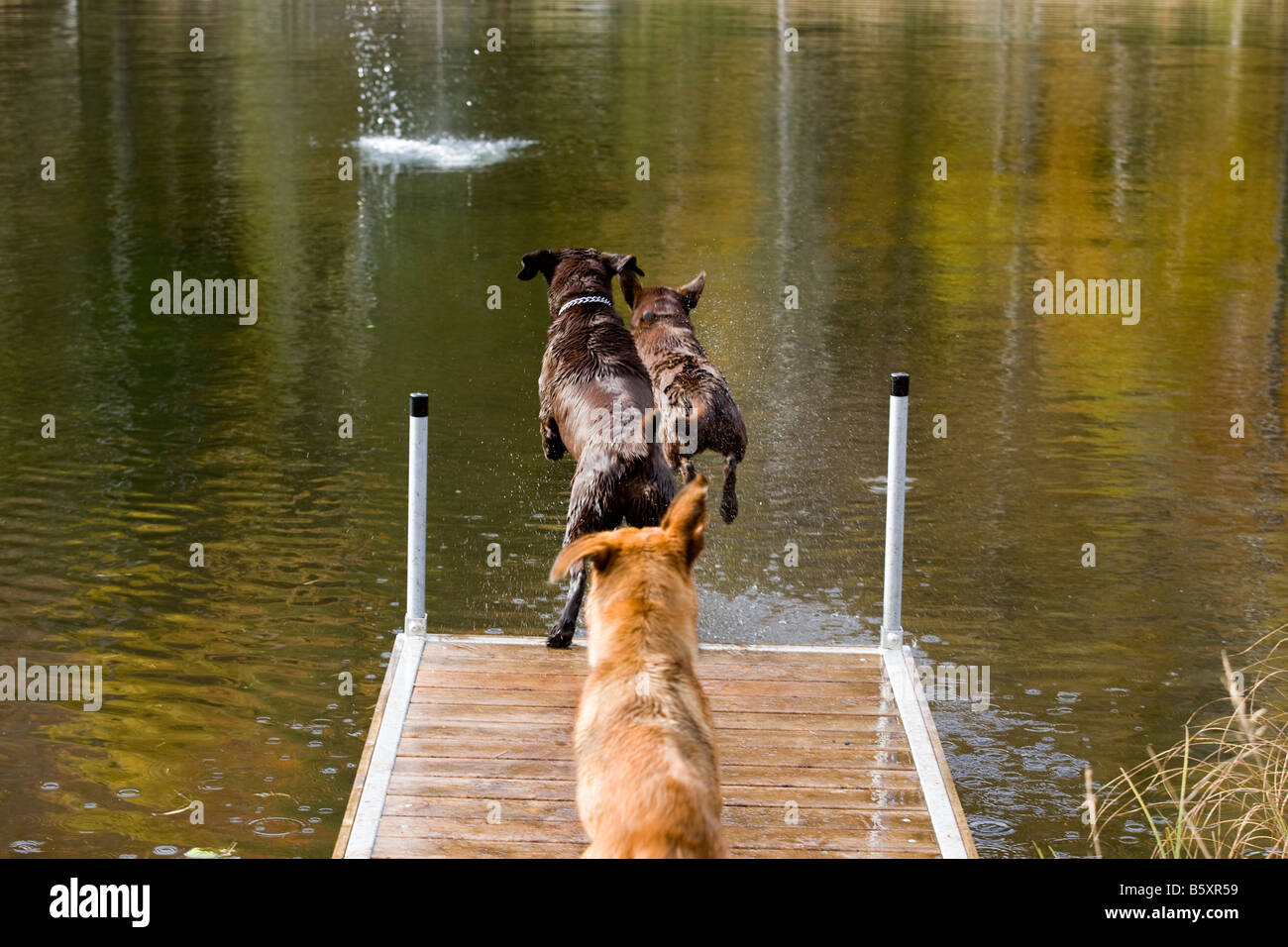 Black lab jumping into water hi-res stock photography and images - Alamy
