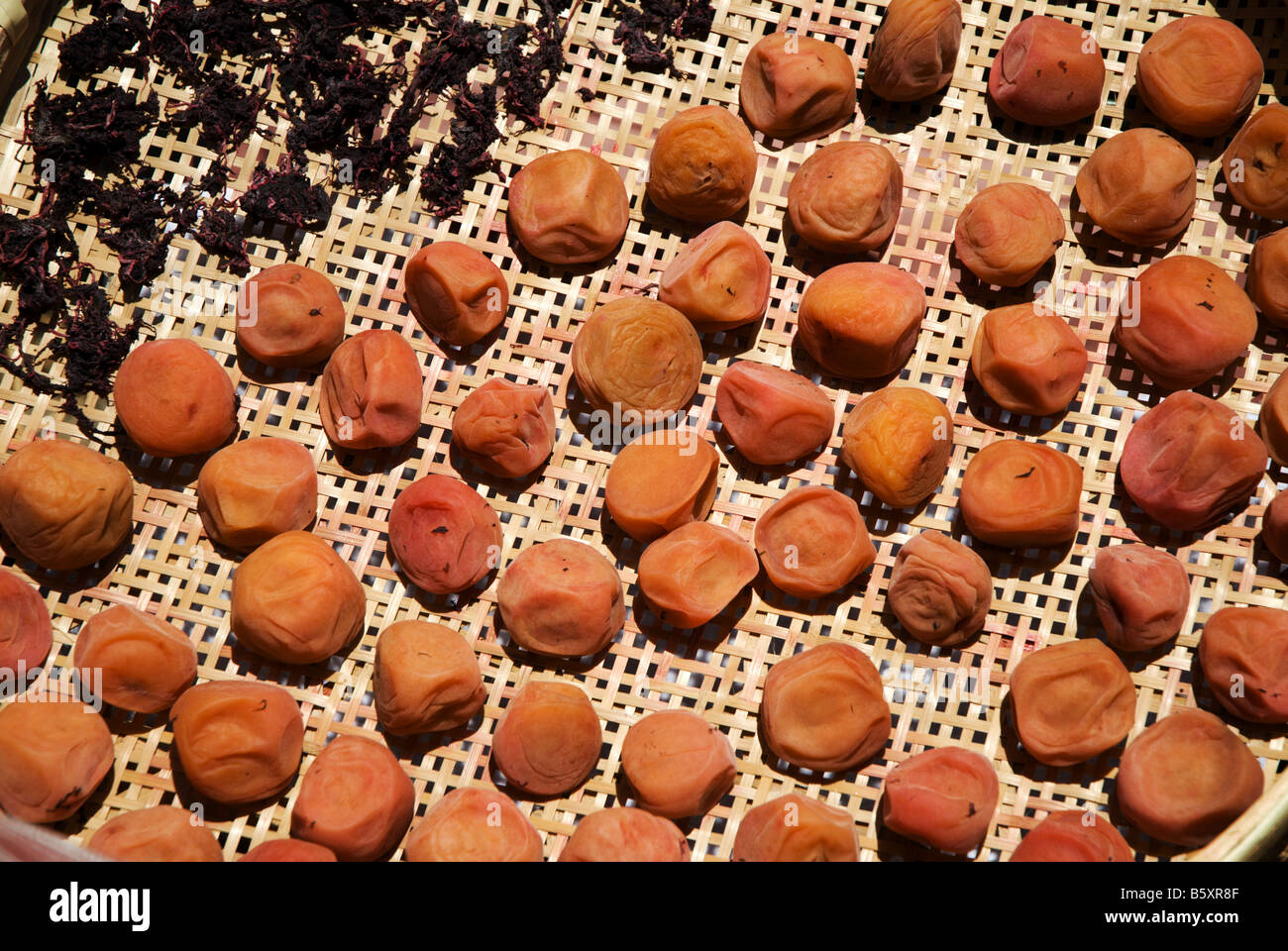 Drying ume boshi or Japanese salted plums prunus mume and their ...
