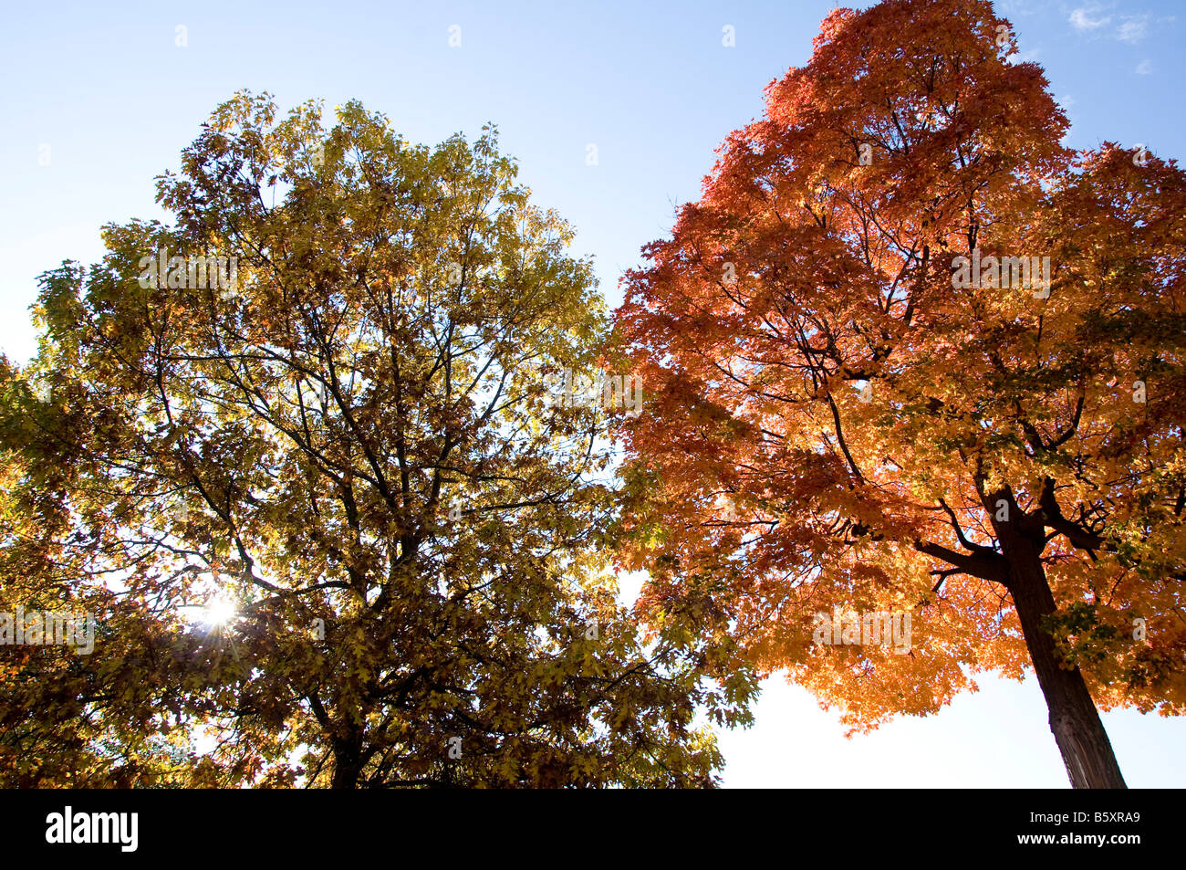 Sun ray with trees hi-res stock photography and images - Alamy