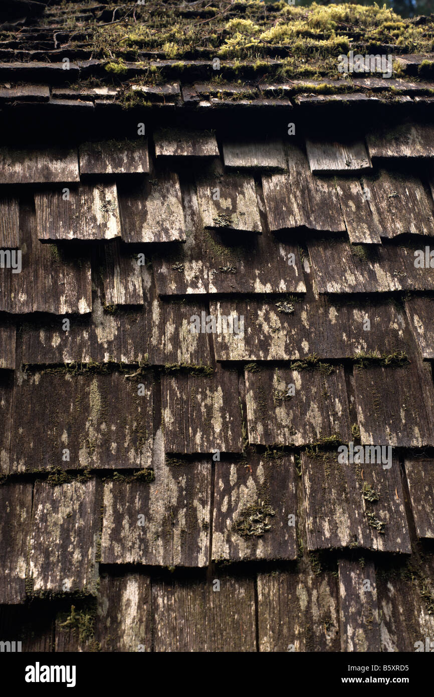 close up on a cedar roof covered with moss Stock Photo - Alamy