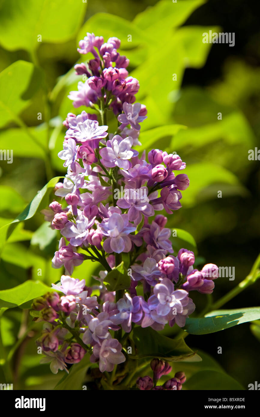 Purple lilac uk hi-res stock photography and images - Alamy