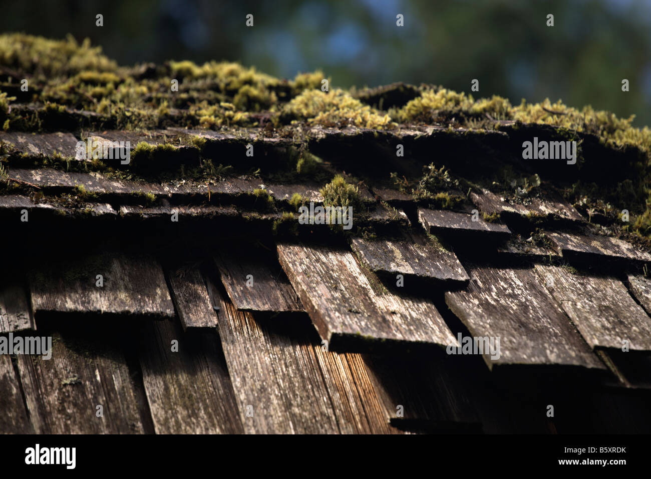 close up on a cedar roof covered with moss Stock Photo - Alamy