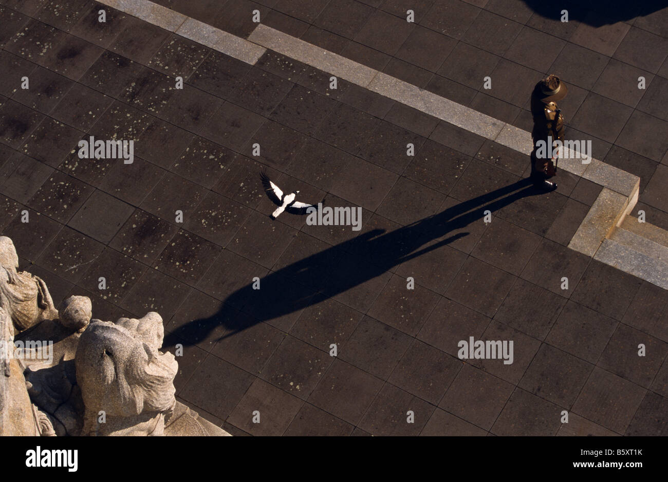Swooping magpie, Melbourne, Australia Stock Photo - Alamy