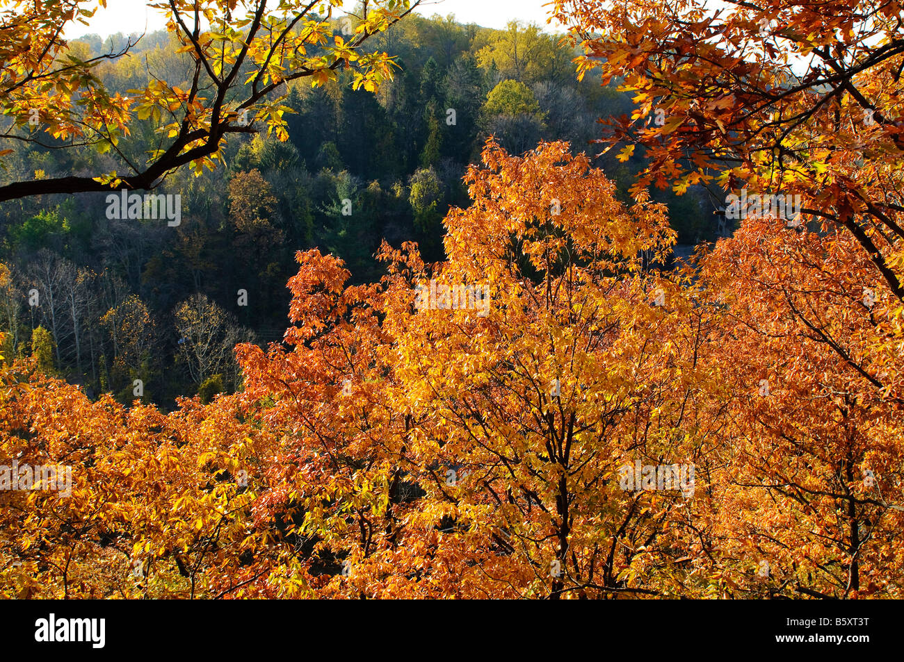 Fall foliage colorful leaves Patapsco Valley State Park, Maryland, USA ...