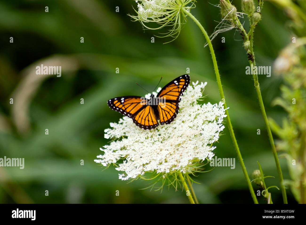 Queen annes lace hi-res stock photography and images - Alamy
