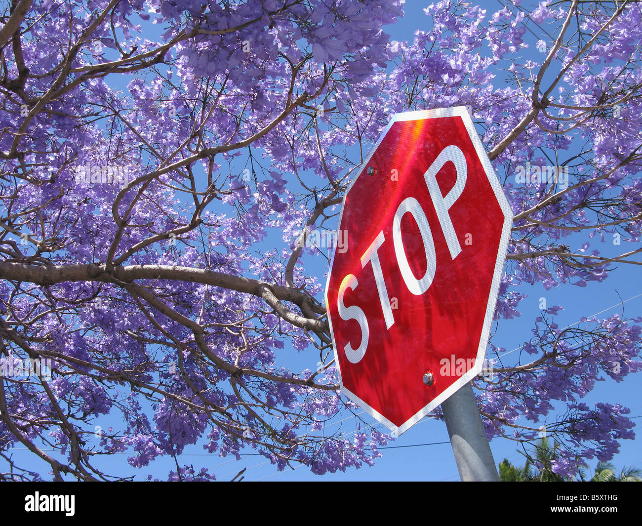 Stop sign with Jacaranda in background Stock Photo - Alamy