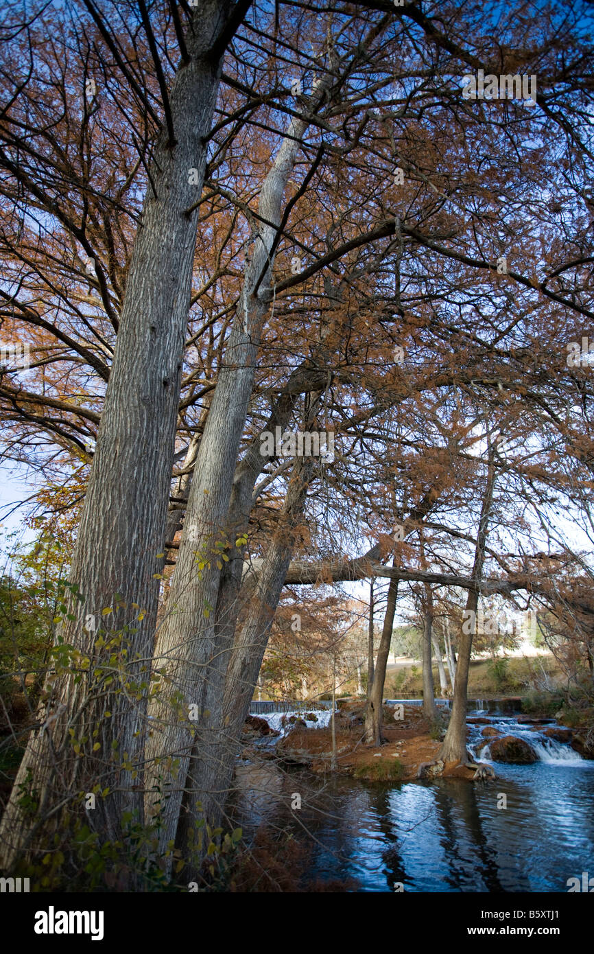 Cypress trees by a river in the Texas Hill Country Stock Photo - Alamy