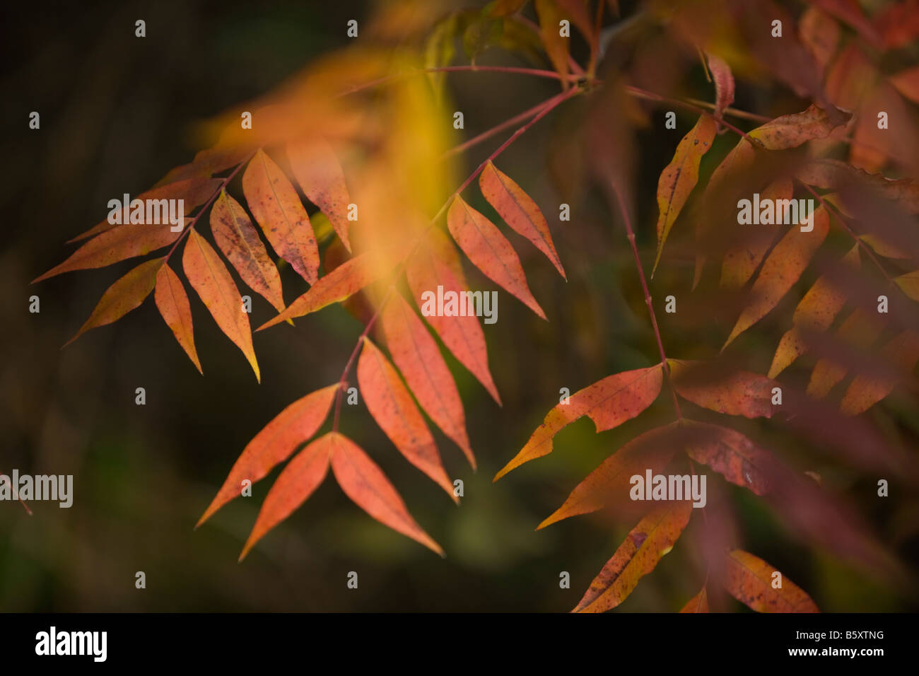 Fall maple tree hill hi-res stock photography and images - Alamy