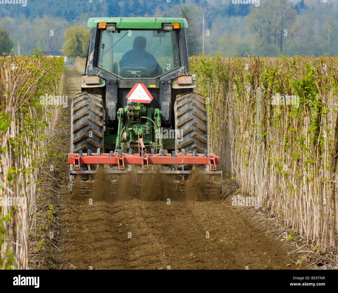 Cultivating between the rows of raspberry plants in early spring in ...