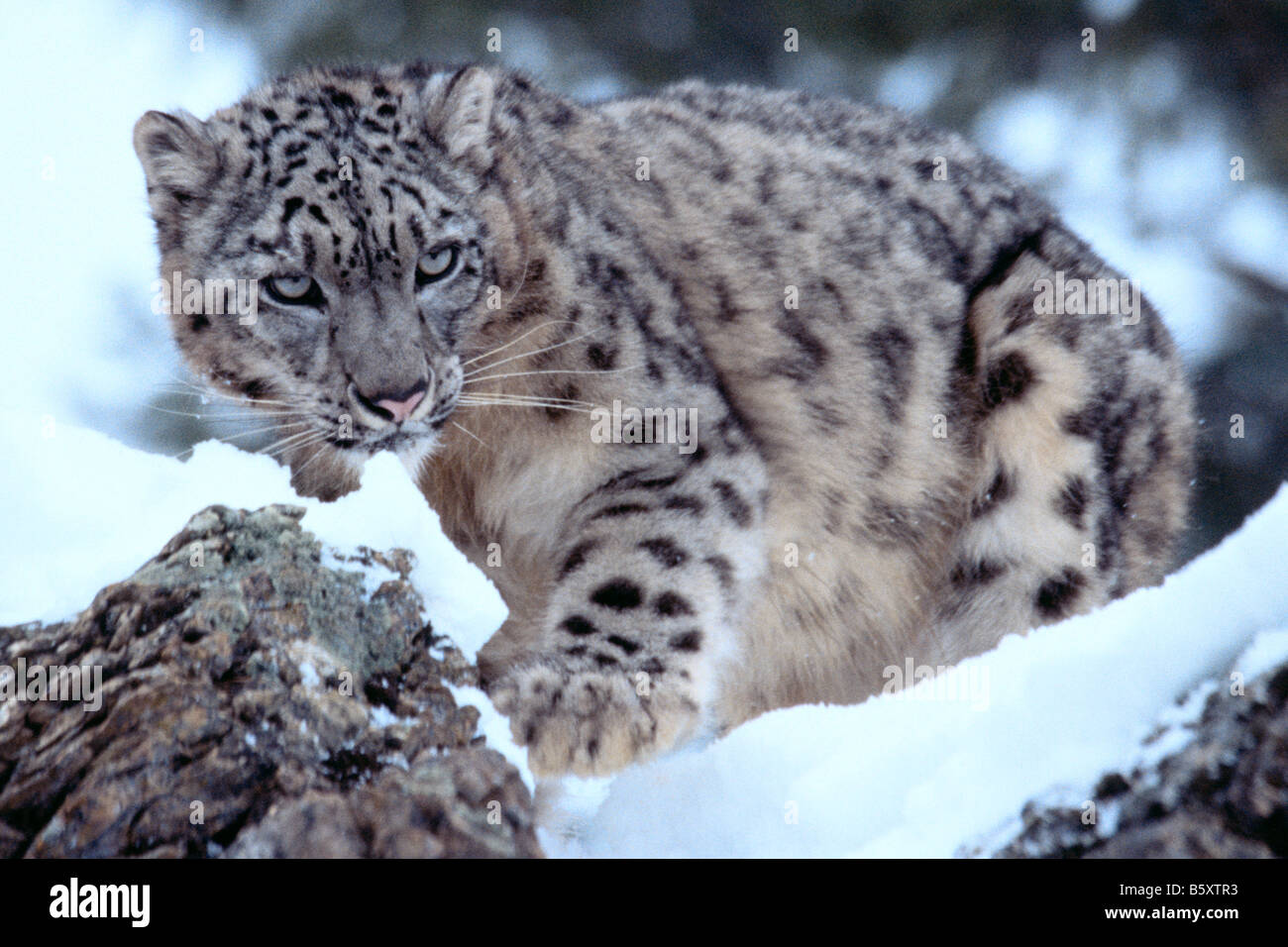 Snow leopard watching from a snow covered group of rocks - controlled ...