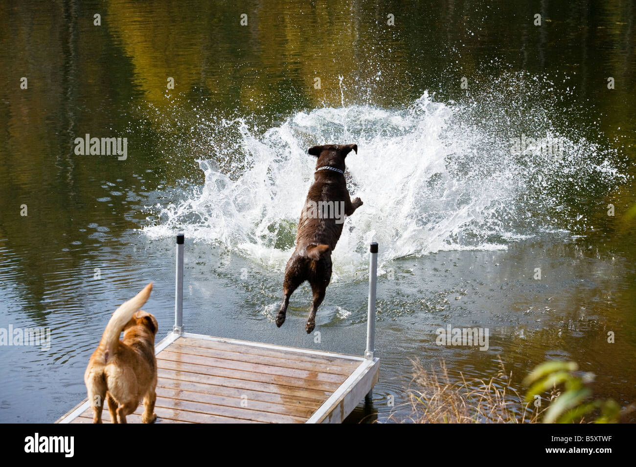 Chocolate Lab Jumping at Angelica Cox blog