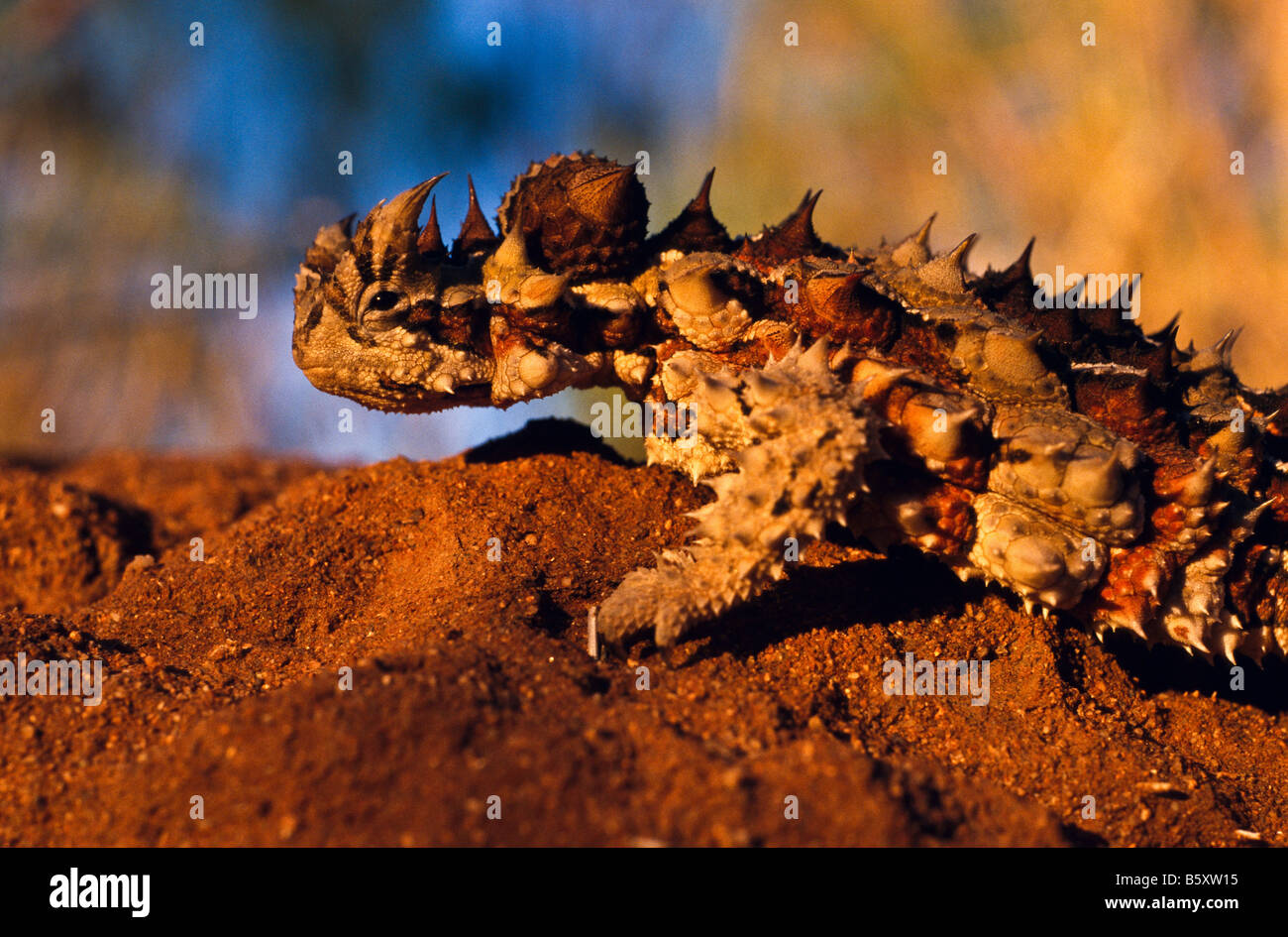 Thorny devil lizard hi-res stock photography and images - Alamy