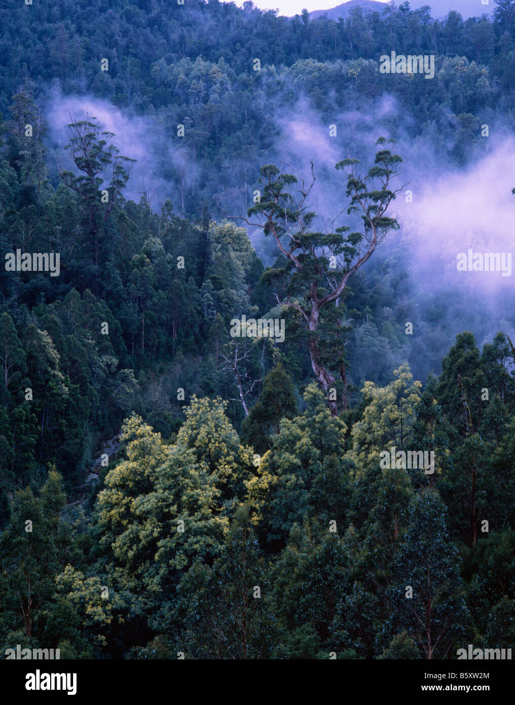 Old growth Antarctic Temperate rain forest Stock Photo - Alamy