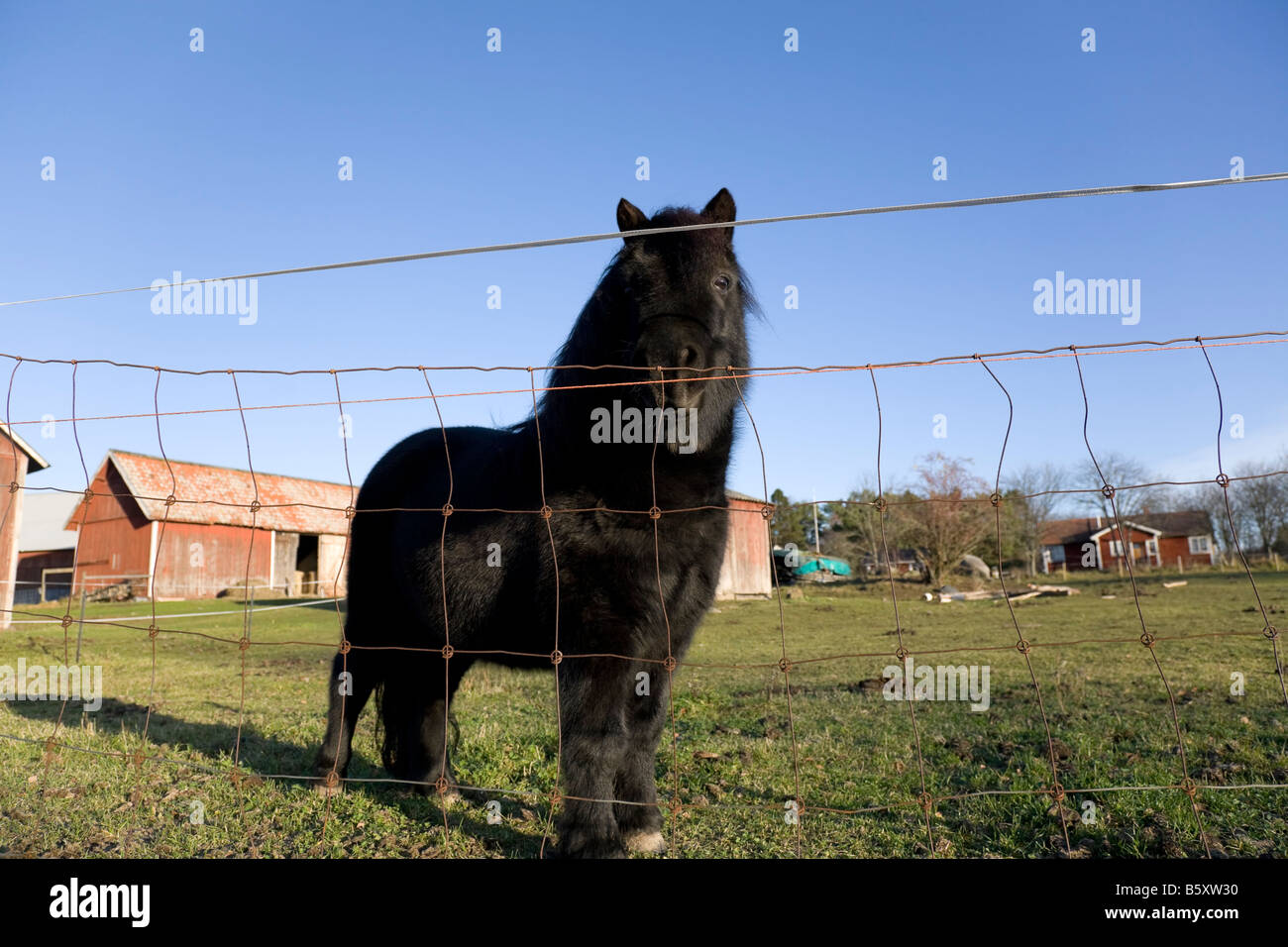 Black pony hi-res stock photography and images - Alamy
