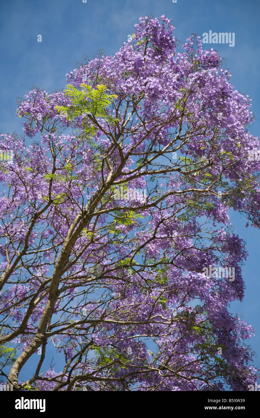 Jacaranda blooms hi-res stock photography and images - Alamy