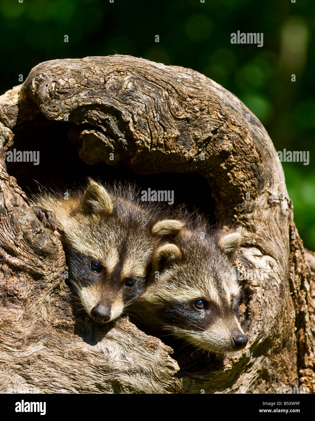 A pair of young raccoons play in the opening of a log - controlled ...