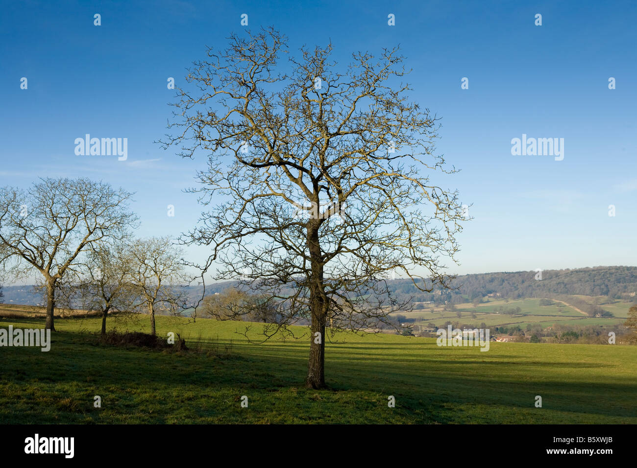 View across countryside at Barrow Gurney, Bristol. Wintry trees in ...