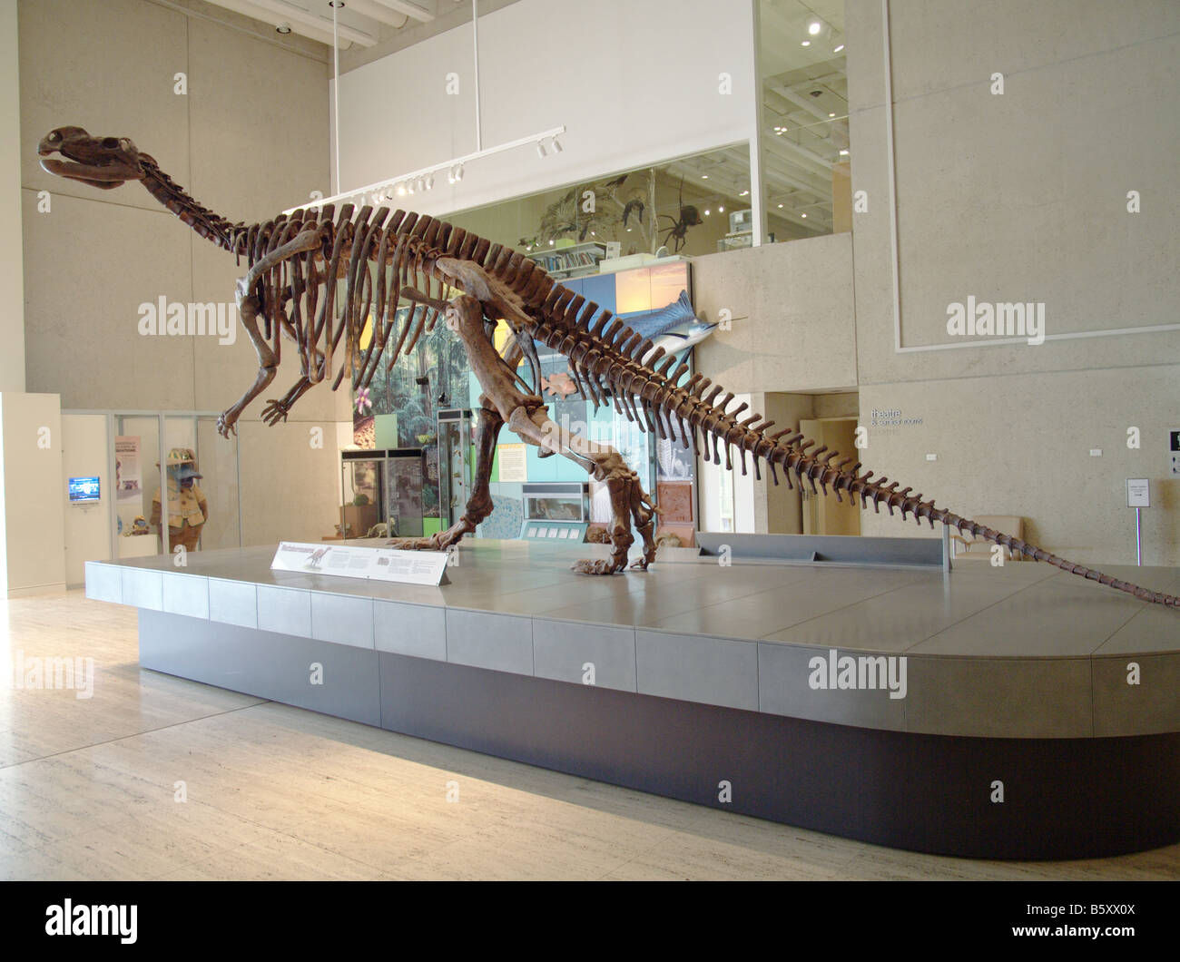 Muttaburrasaurus Skeleton