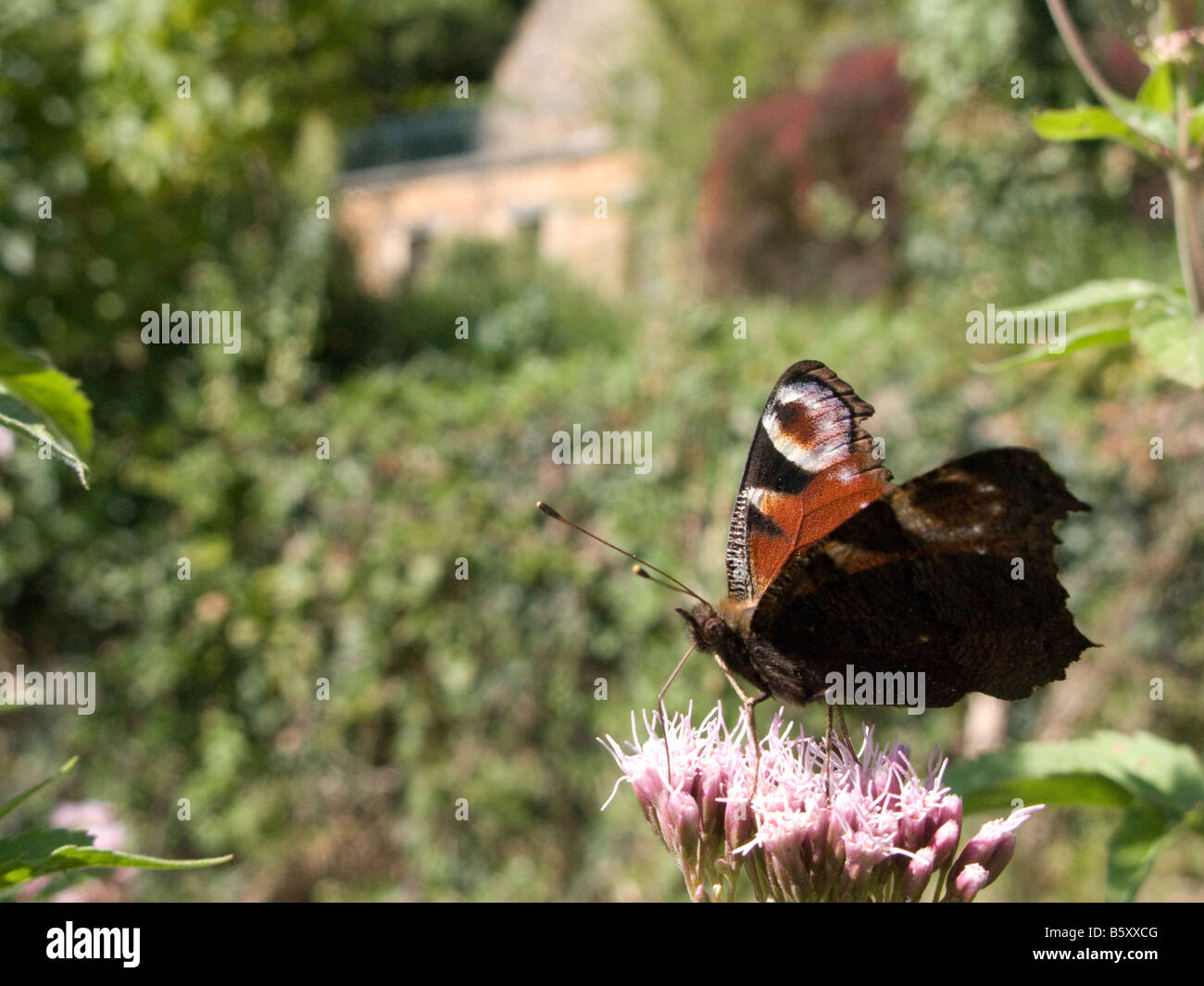 Butterfly and countryside hi-res stock photography and images - Alamy