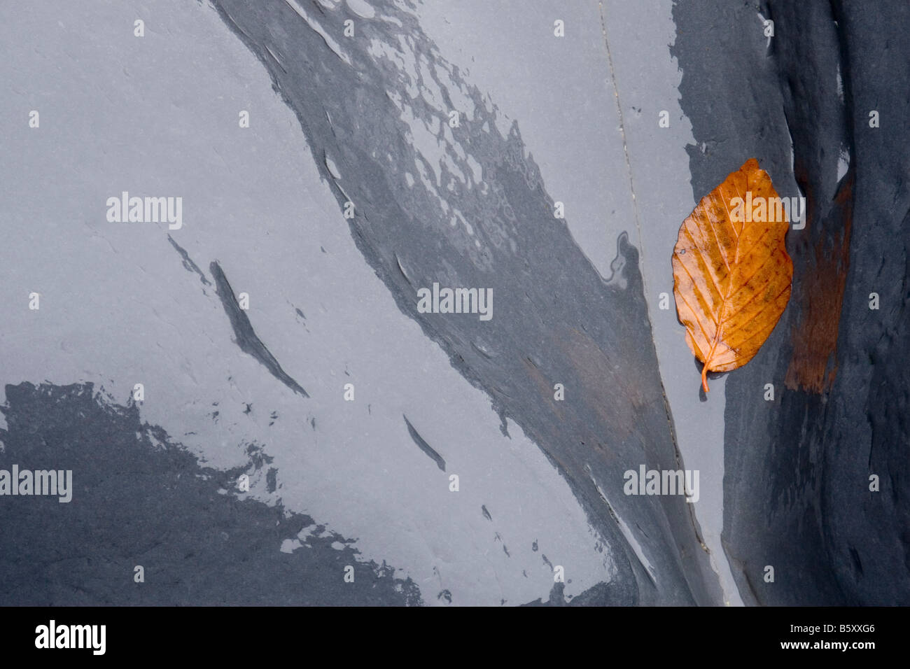 Fall leaf on water worn slate, Aberystwyth beach Stock Photo - Alamy