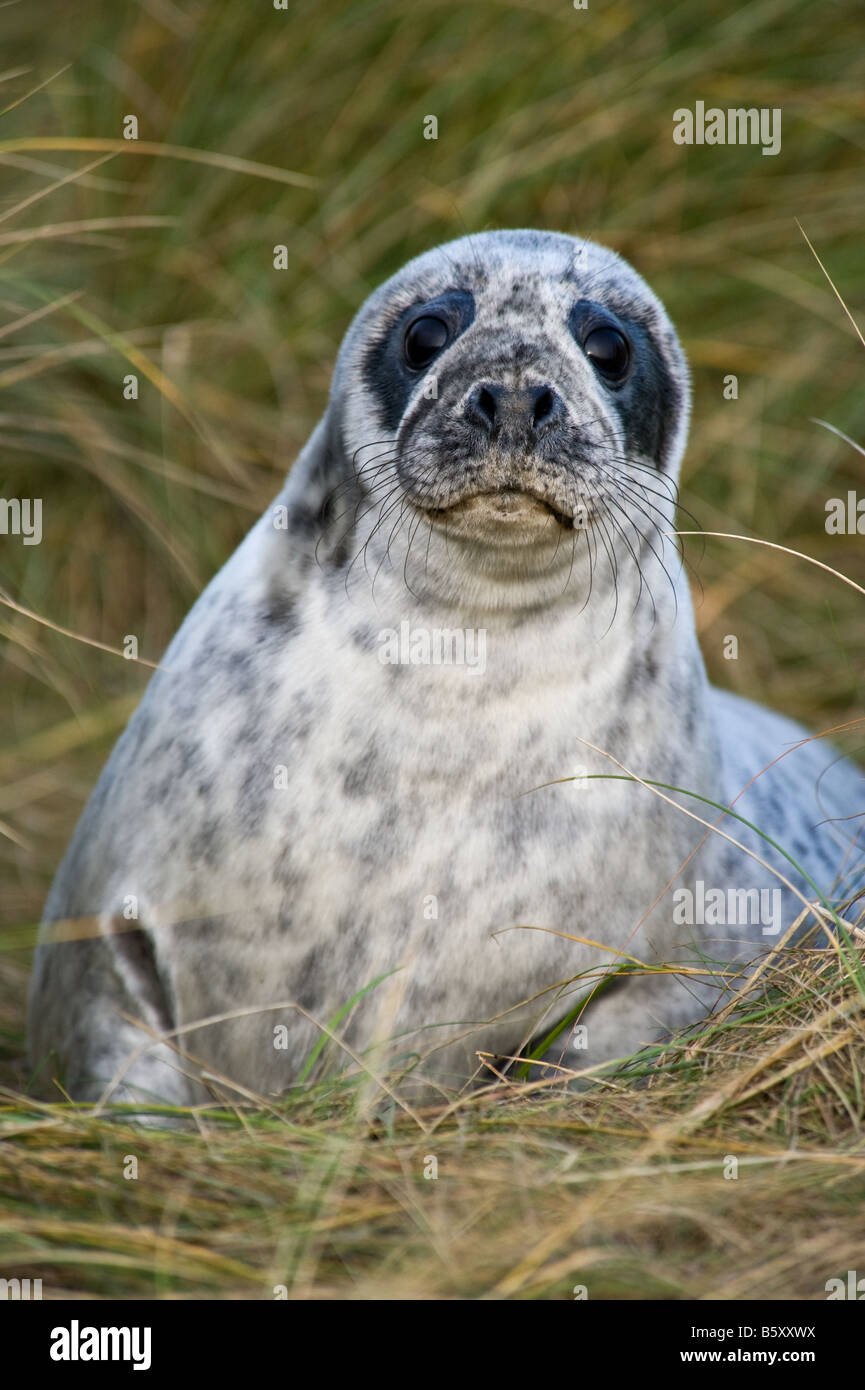 Seal portrait hi-res stock photography and images - Alamy