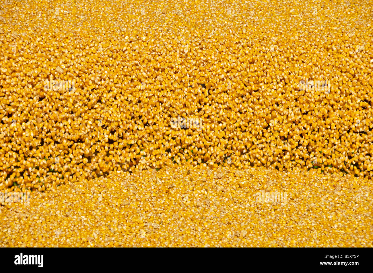 Close up on bulk corn unloading Stock Photo - Alamy