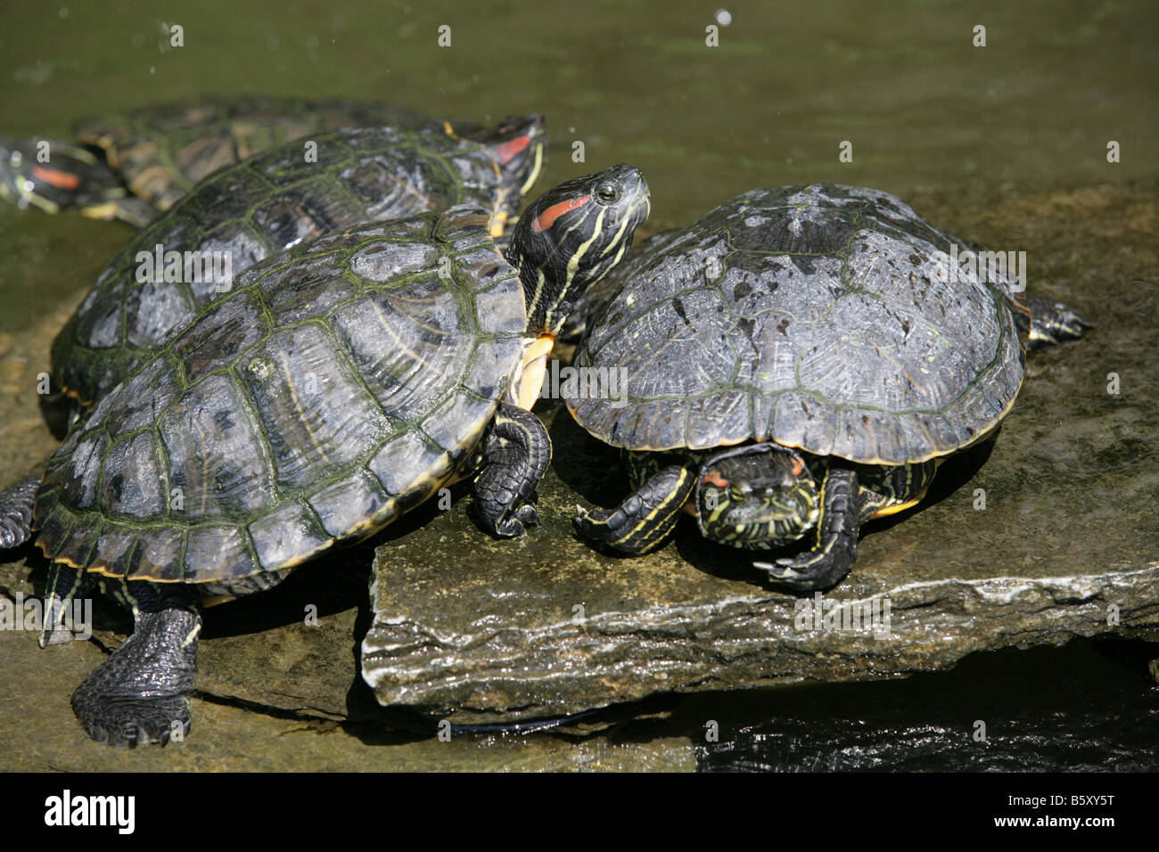 Two turtles hi-res stock photography and images - Alamy