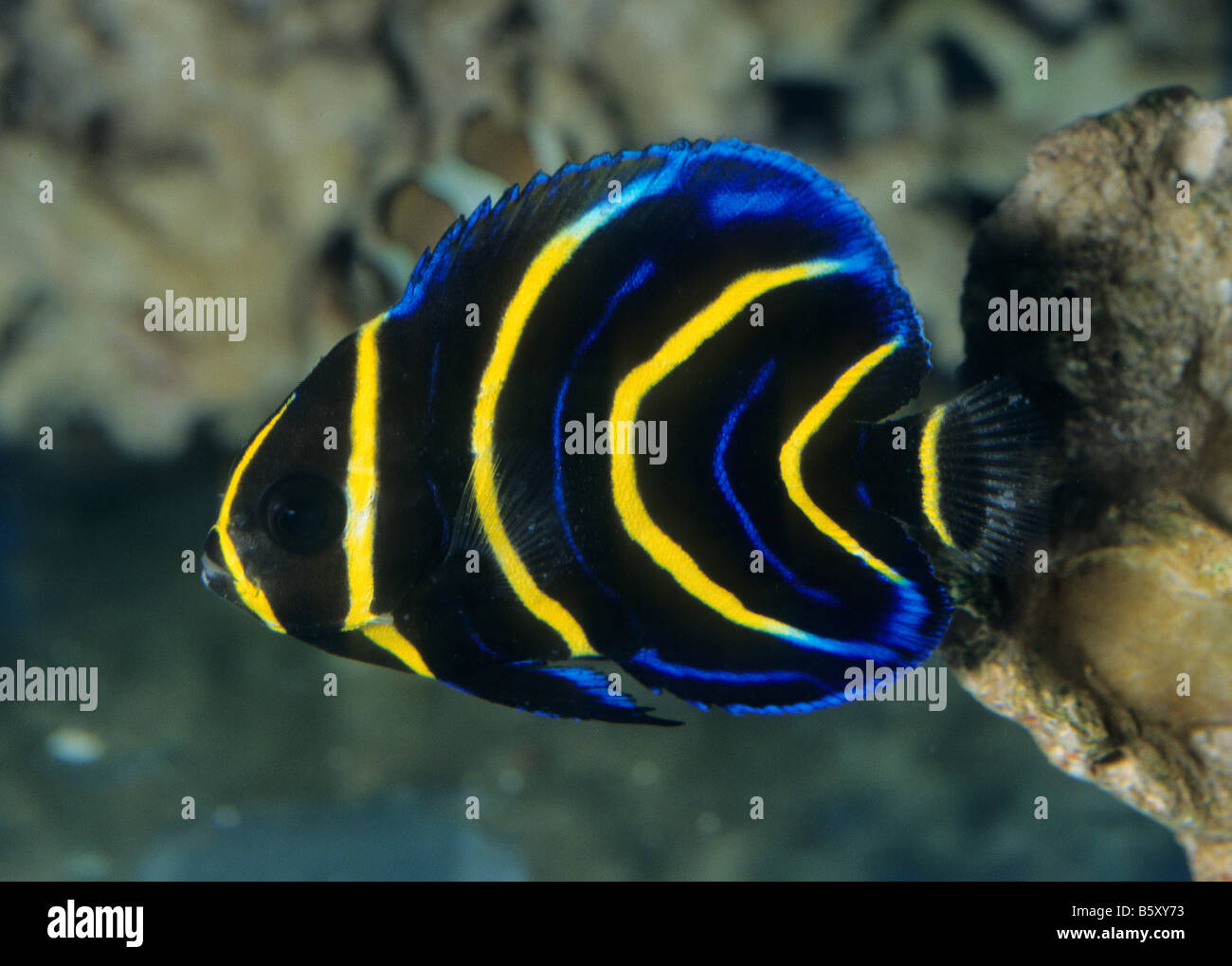 Juvenile Cortez angelfish, Pomacanthus zonipectus, Pomacanthidae Stock ...