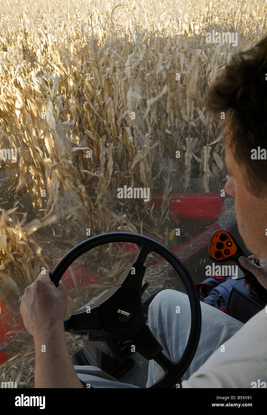 Farmer driving combine and harvesting corn (maize) , France Stock Photo ...