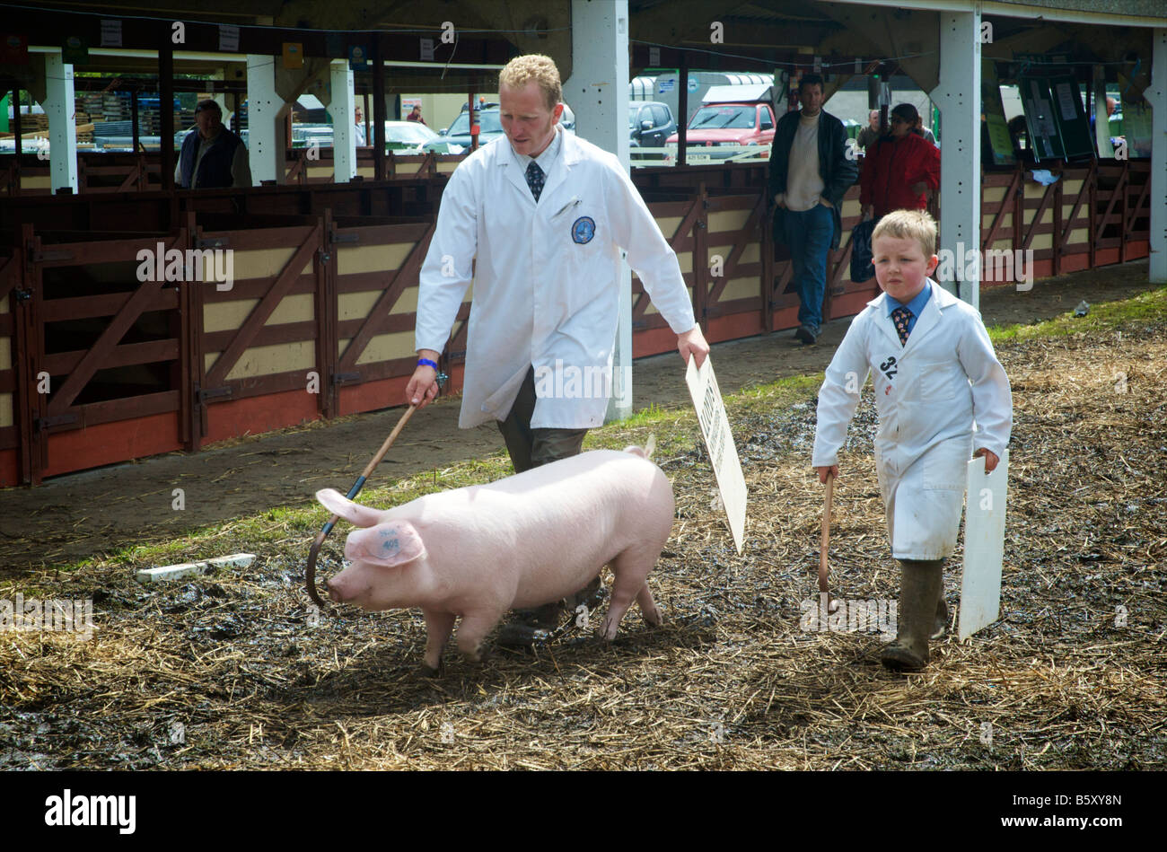 Pig being herded into display ring at the Great Yorkshire Show ...