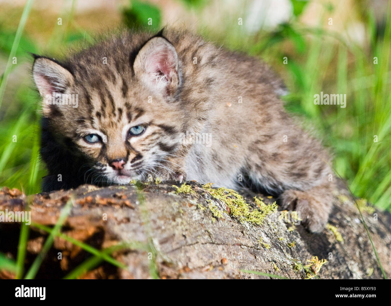 Bobcat kitten hi-res stock photography and images - Alamy